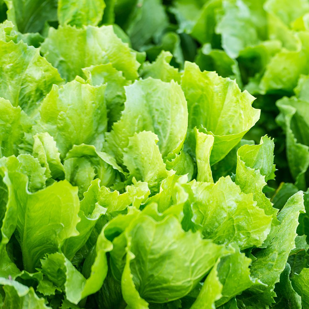 Recepten andijvie - Andijvie met rozijnen en appel - okoko recepten