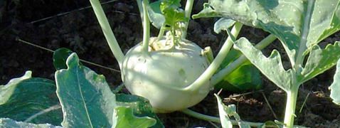 Koolrabi recepten - alle koolrabi recepten op een rij - okoko recepten