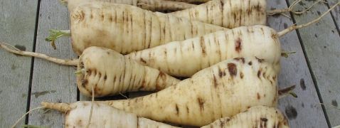 Pastinaak recepten - alle pastinaak recepten op een rij - okoko recepten