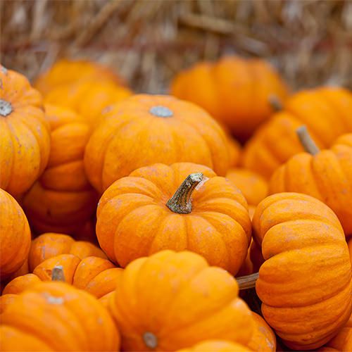 Pompoen recepten - alle pompoen recepten op een rij - okoko recepten